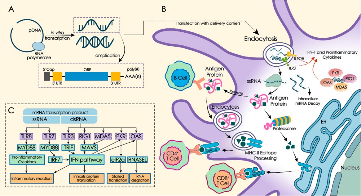 Billions of doses later: Global review confirms mRNA vaccines are safe ...