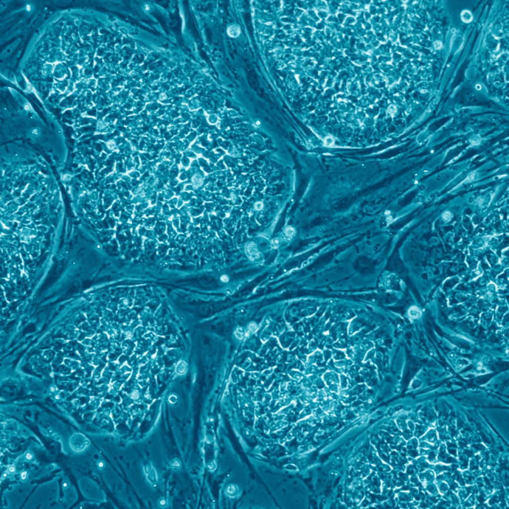 University of Minnesota researchers Povide Evidence That Adults Stem ...